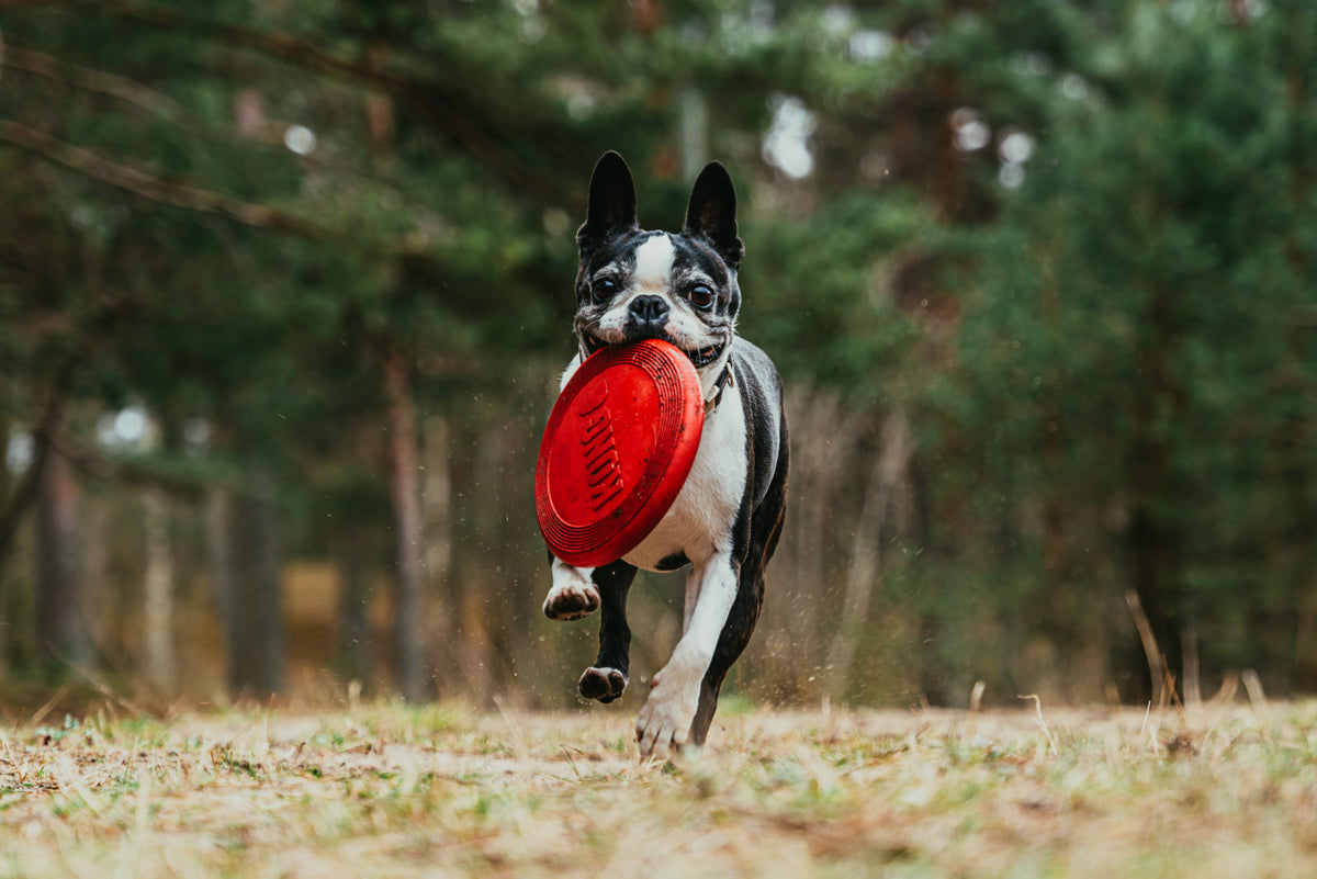 5 Best Dog Sports For Every Breed–It's the Holidays